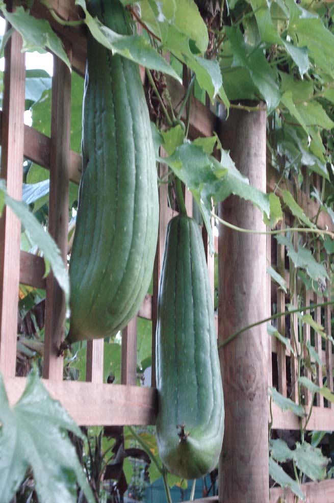 Growing Luffas / Loofahs | down to earth