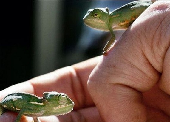 AMAZING FABULOUS & AMAZING FINGER SIZED CREATURES | ANIMALS NO LARGER ...