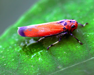 Beautiful Photos of Amazingly Colourful Insects - Awesome Digital Macro ...