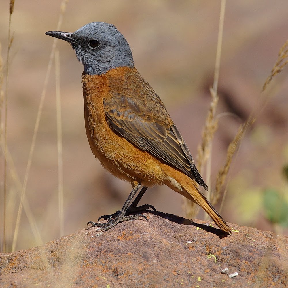 SIDECAR: The Cape Rock Thrush