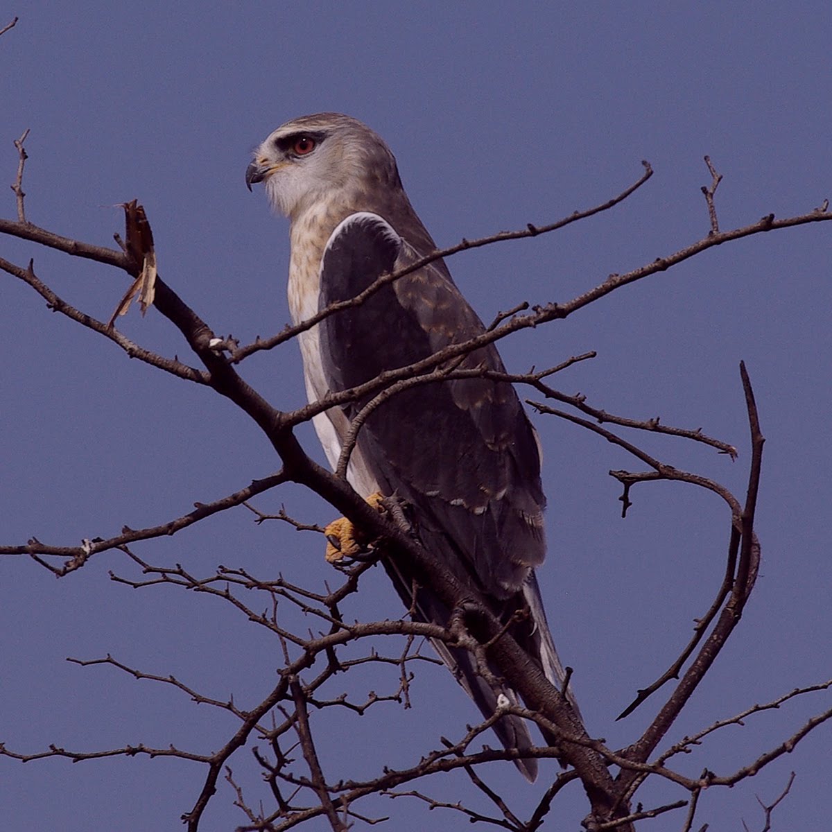 SIDECAR Un Nibbio The Blackshouldered Kite sidecar-un-nibbio-the-blackshouldered-kite