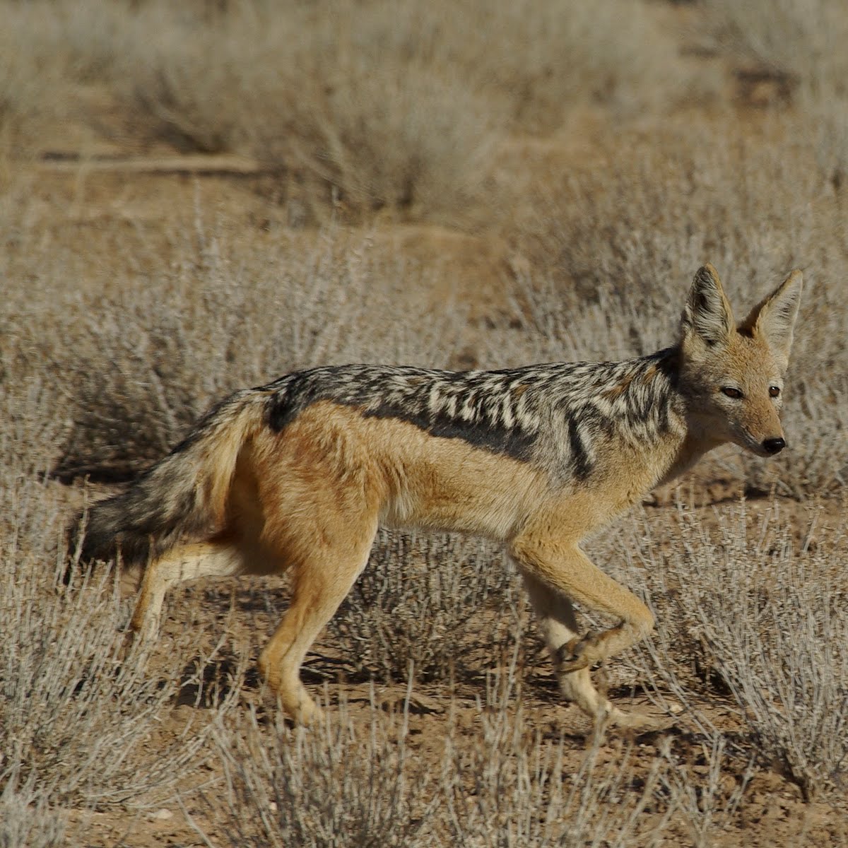 SIDECAR: Sciacalli - Jackals