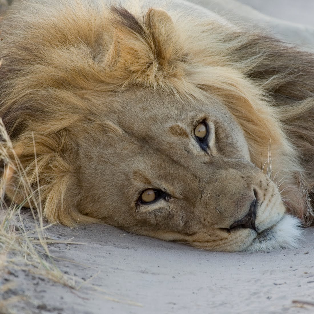 SIDECAR: Leoni stanchi - Tired Lions