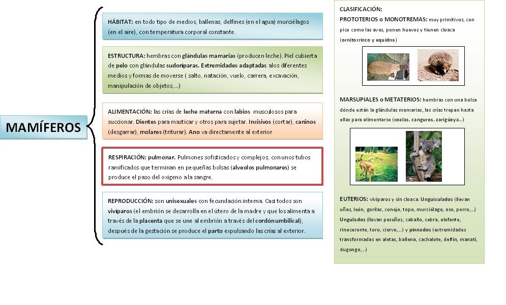 CIENCIAS NATURALES: ESQUEMA DE MAMÍFEROS