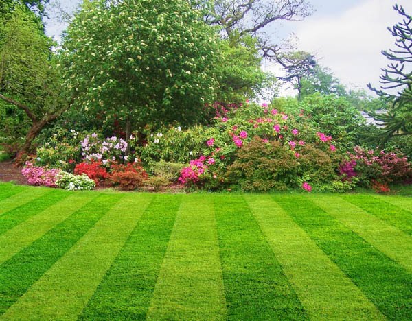 Dutch Touch Blog! Stay informed!: Selecting Grass for Your Landscape