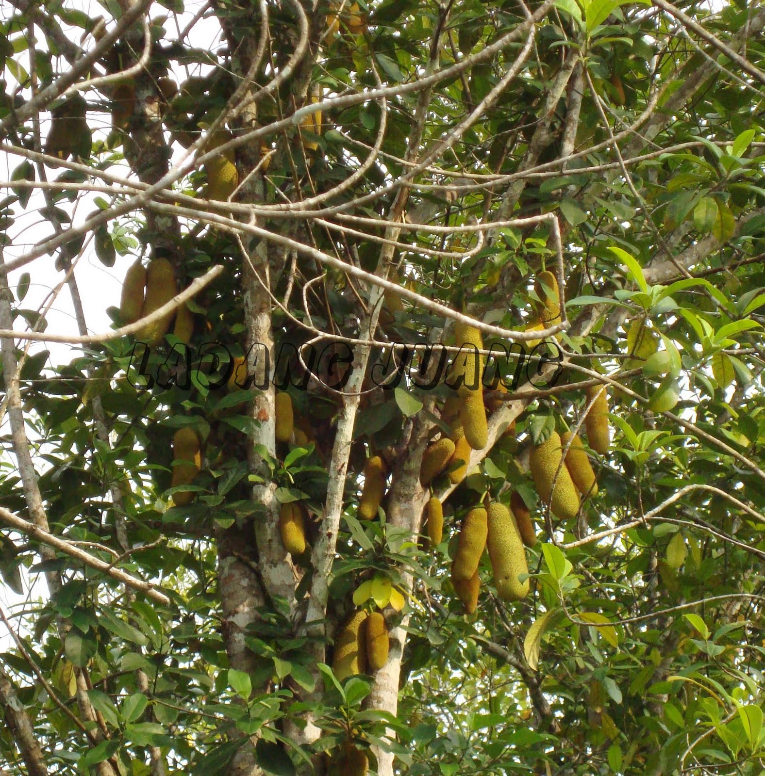 Ladang Juang: Pokok Cempedak