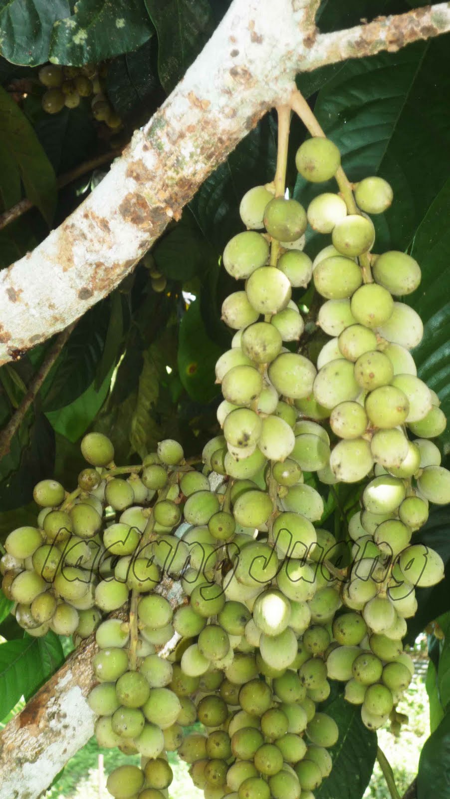 Ladang Juang: Langsat " Lansium domesticum"