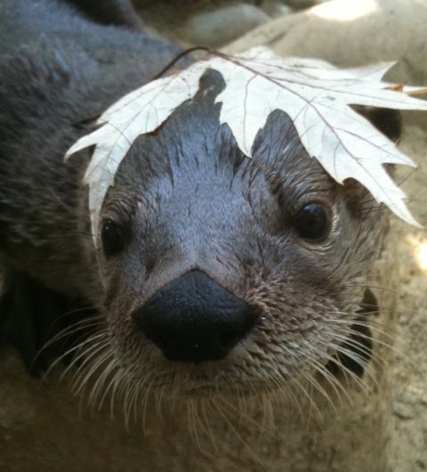 SPLASH! Otter Project