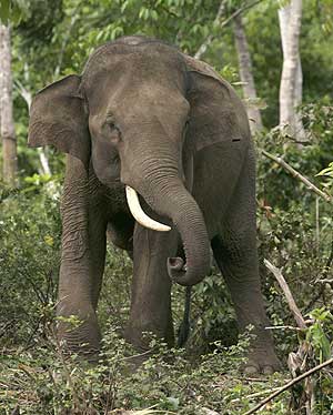 " El Mundo De Los Animales ": NuEsTrOs AmIgoS LoS eLeFaNtEs