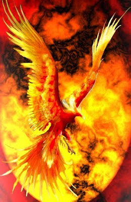 Тодора Шкоро: Feniks