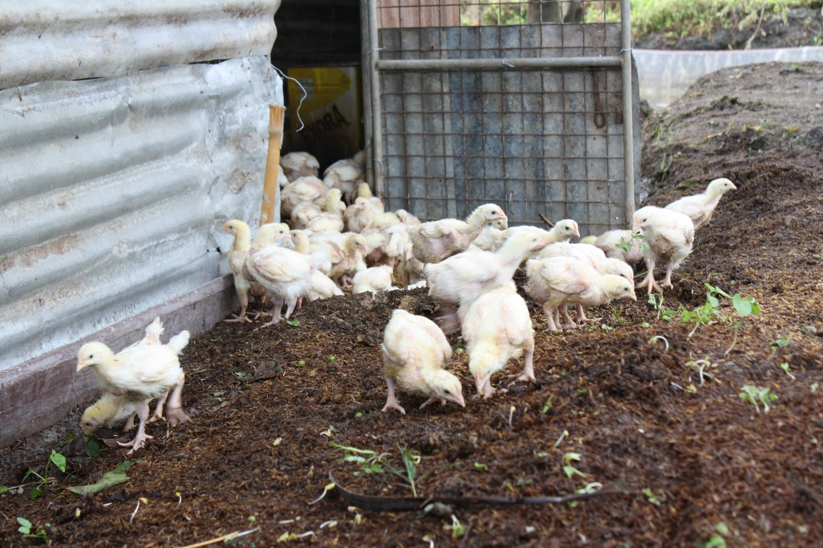 SUNSHINE CHICKEN: Here Comes The Sun