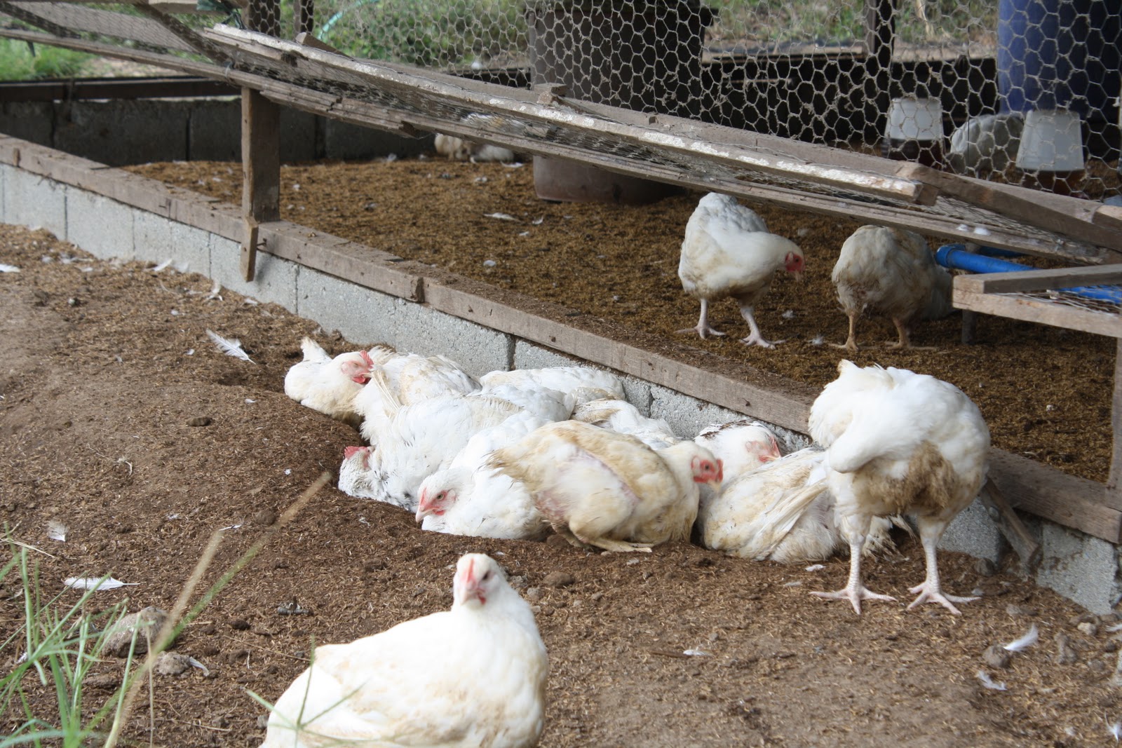 SUNSHINE CHICKEN: Sand Bathing