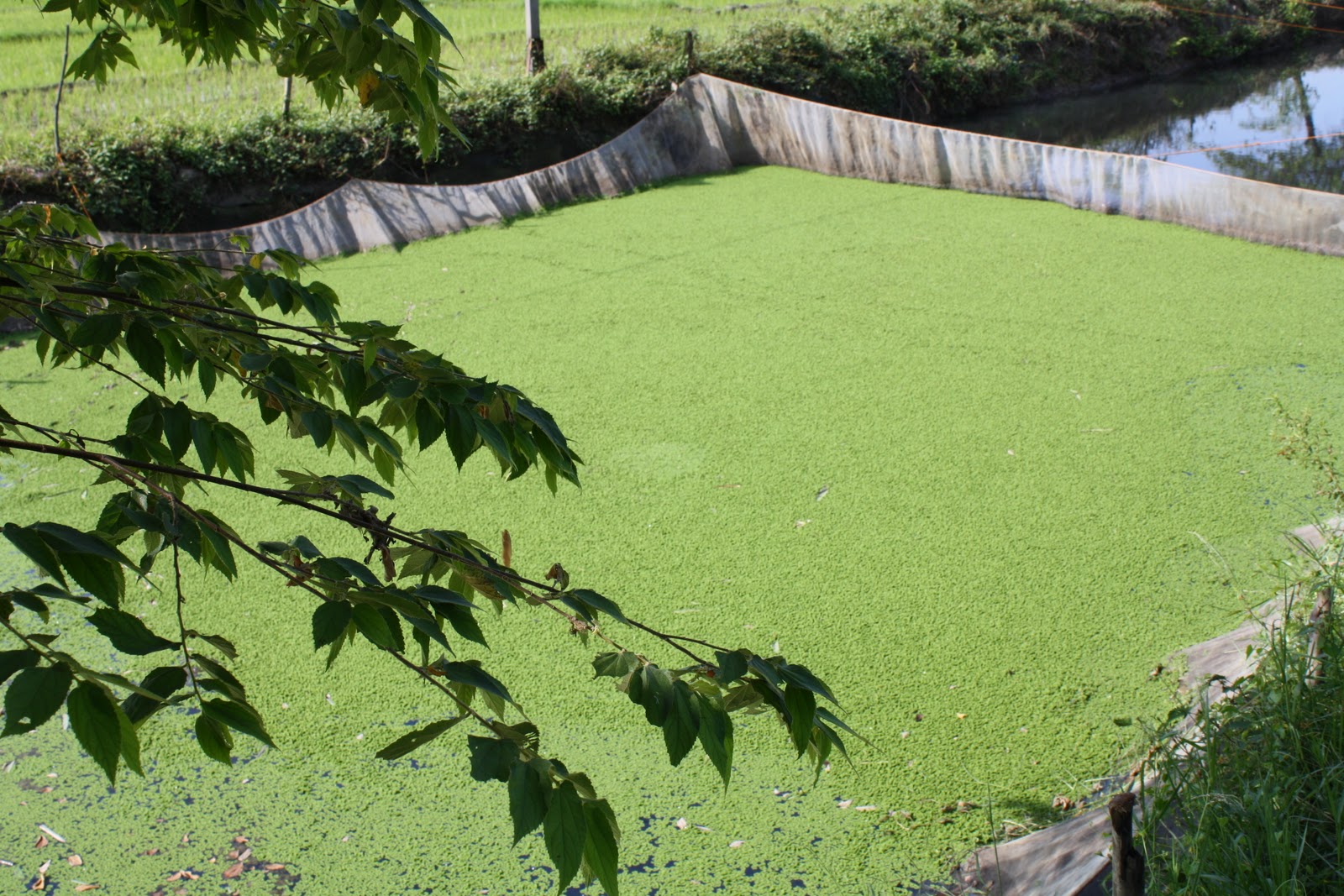 SUNSHINE CHICKEN: Azolla