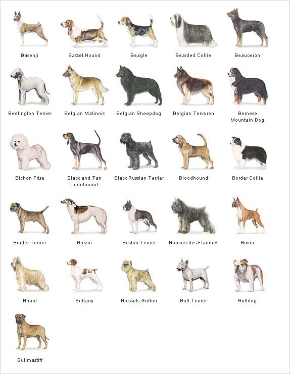 Psy i koty: Rasy naszych pupili