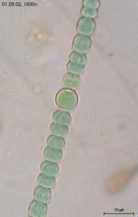 YouToo: Anabaena Azollae