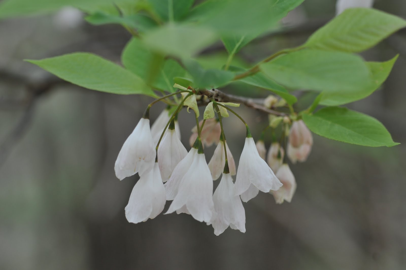 A Year With the Trees: Carolina Silverbell - Halesia carolina
