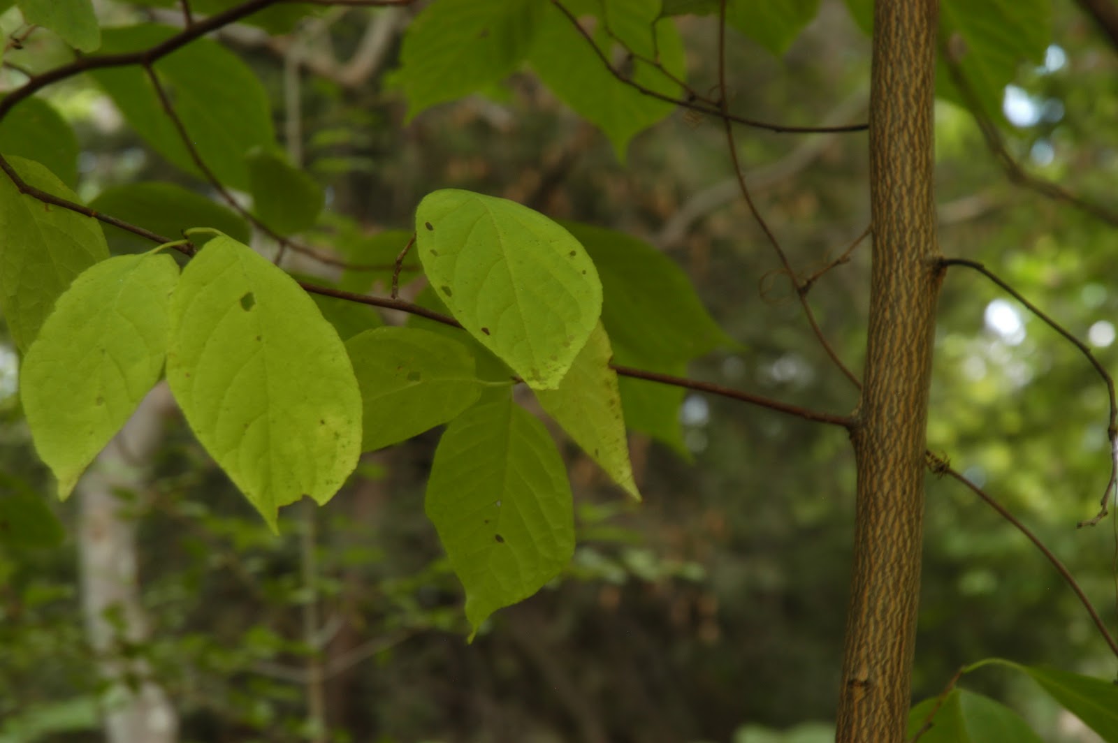 A Year With the Trees: Carolina Silverbell - Halesia carolina