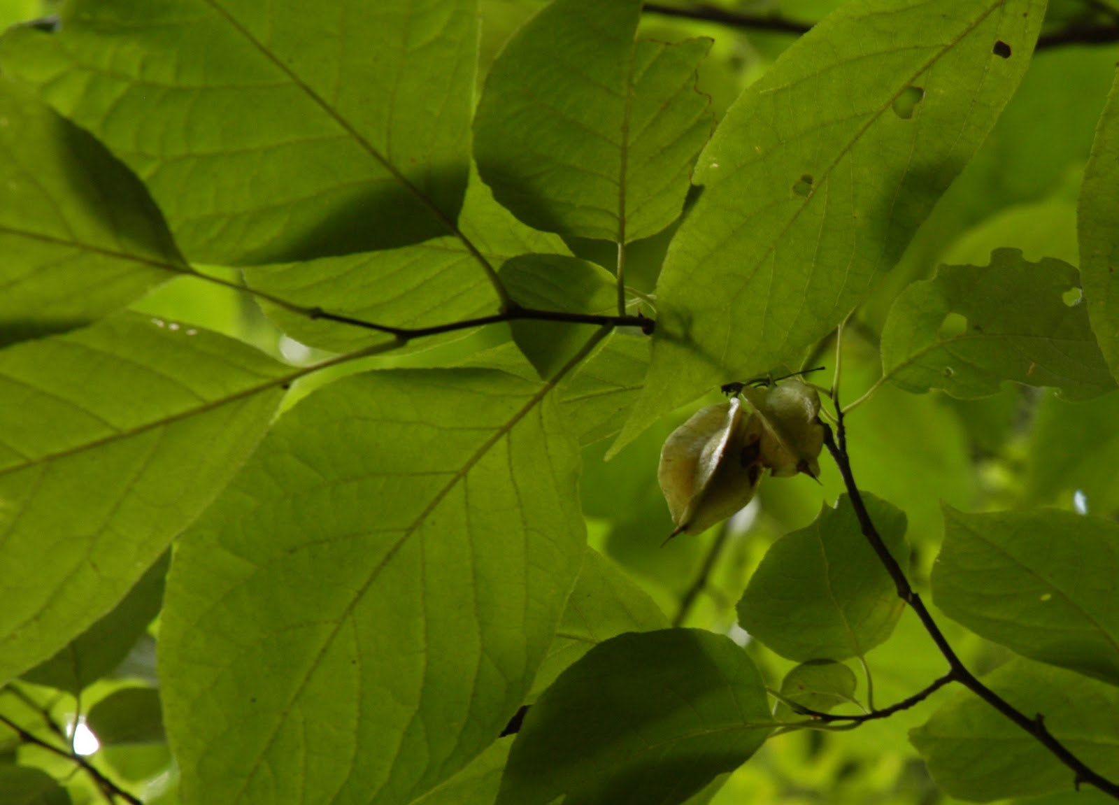 A Year With the Trees: Carolina Silverbell - Halesia carolina