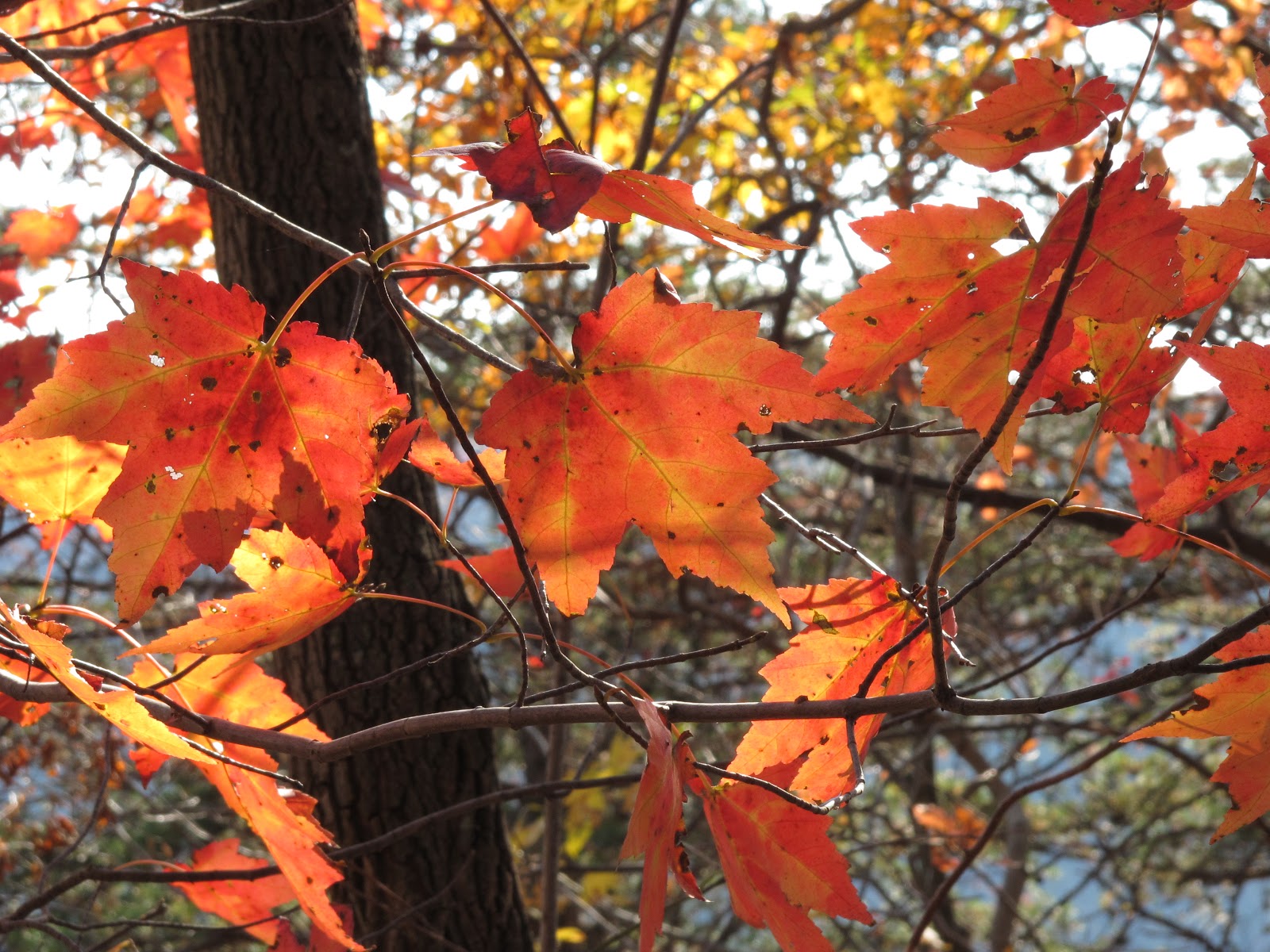 A Year With the Trees: Red Maple - Acer rubrum