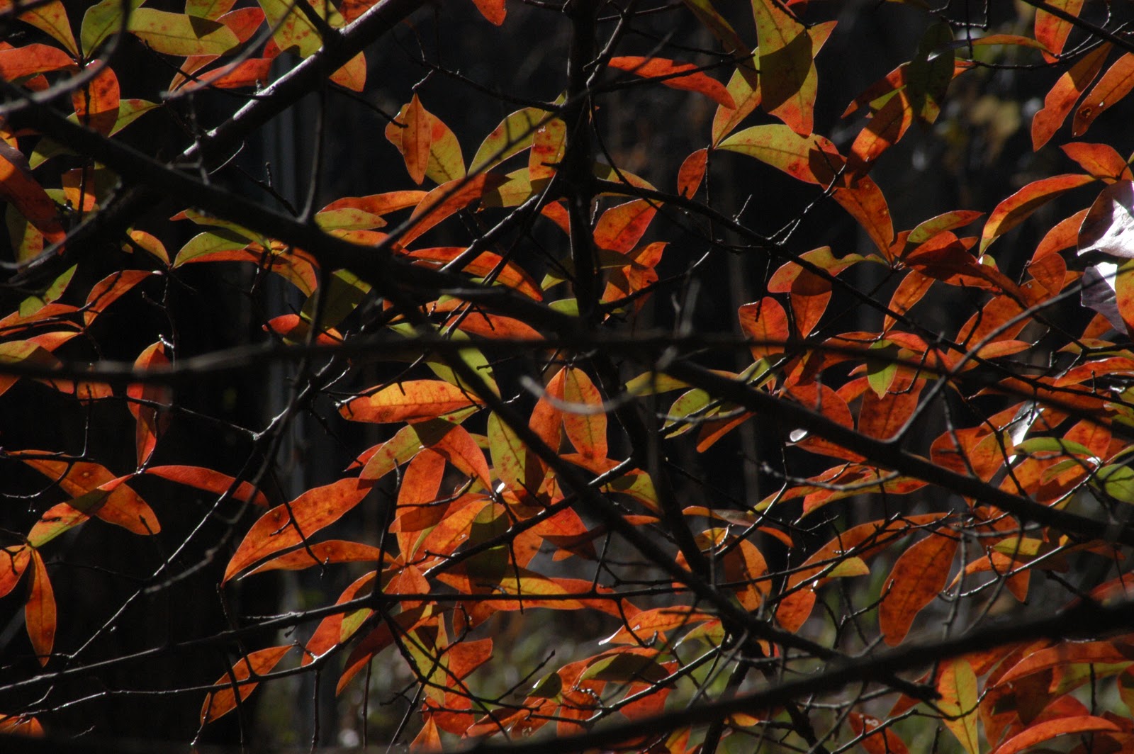 A Year With the Trees: Willow Oak - Quercus phellos