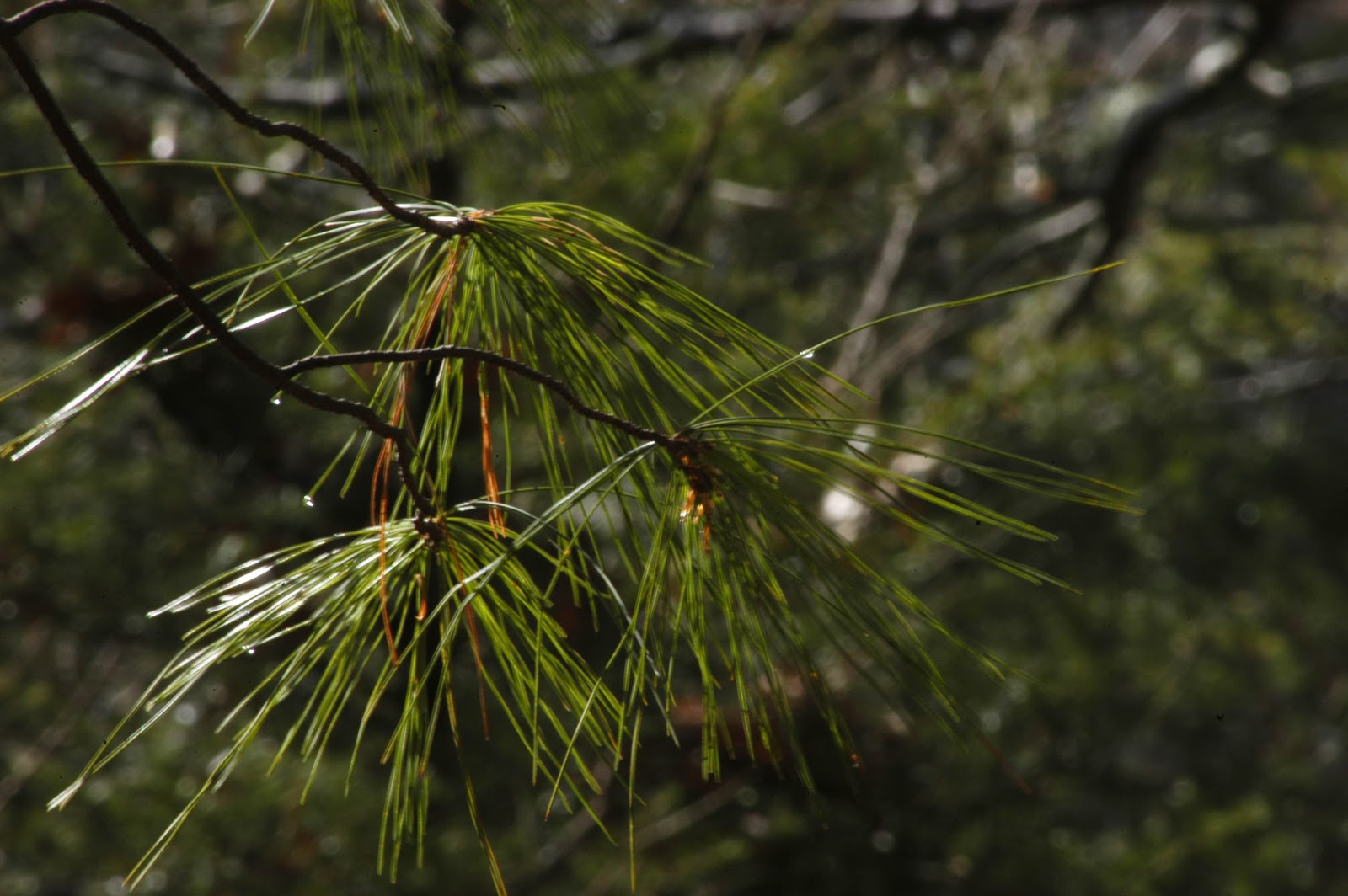 A Year With the Trees: Eastern White Pine - Pinus strobus