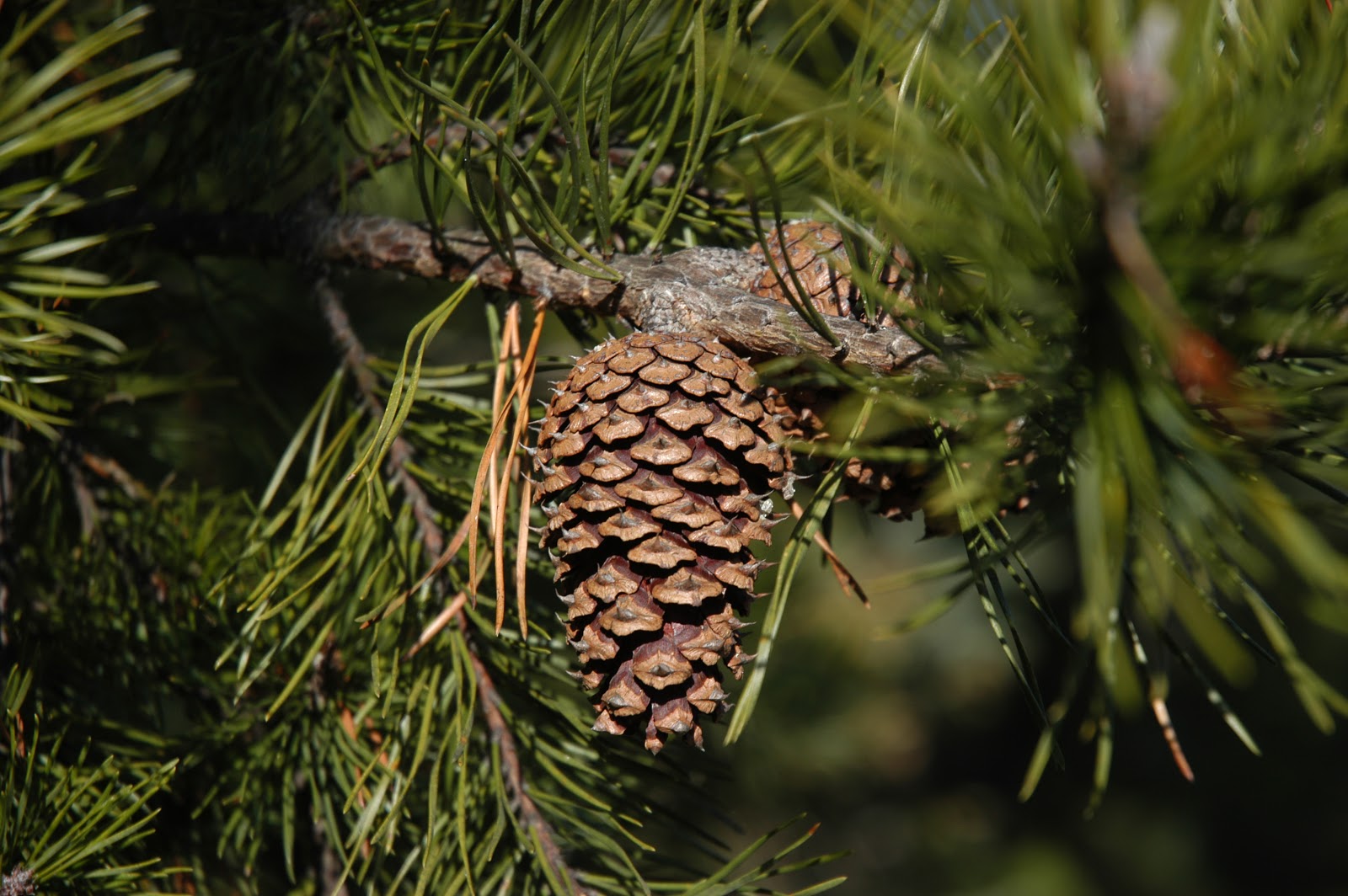 A Year With the Trees: Table Mountain Pine - Pinus pungens