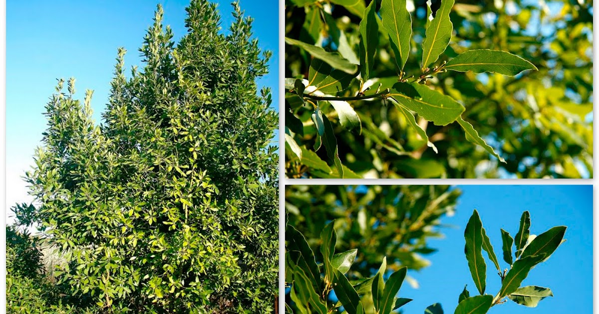 ALBUM DE FOTOS DE ÁRBOLES Y ARBUSTOS: LAUREL
