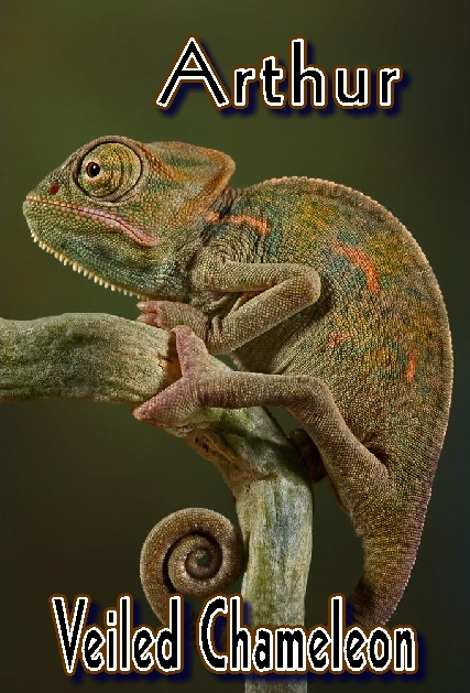 Aloha Windmill Farms: Meet Our New Friends