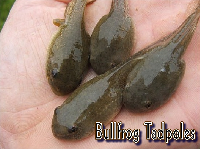 Aloha Windmill Farms: Meet Our New Friends