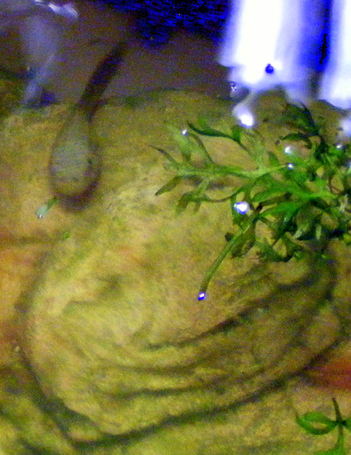 Aloha Windmill Farms: Meet Our New Friends