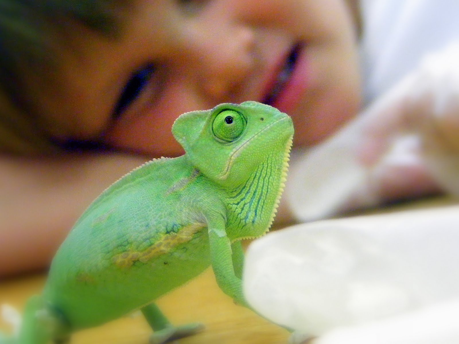 Aloha Windmill Farms: May 2010