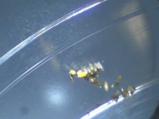 Aloha Windmill Farms: Lady Bug Madness Part II