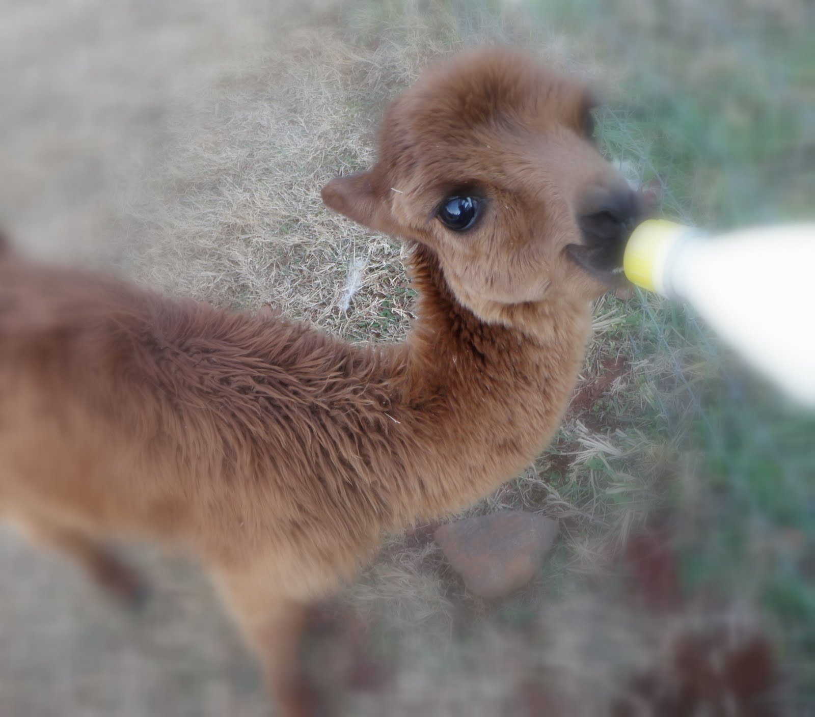 Aloha Windmill Farms: The Challenges of a Baby Alpaca