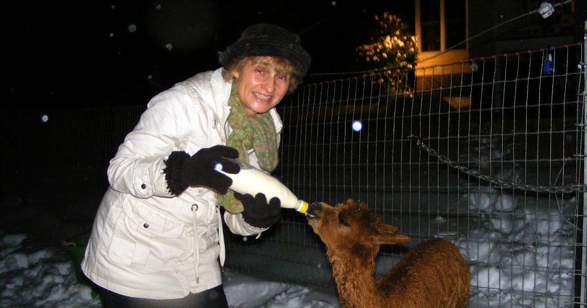 Aloha Windmill Farms: Fun Things To Do in the Snow