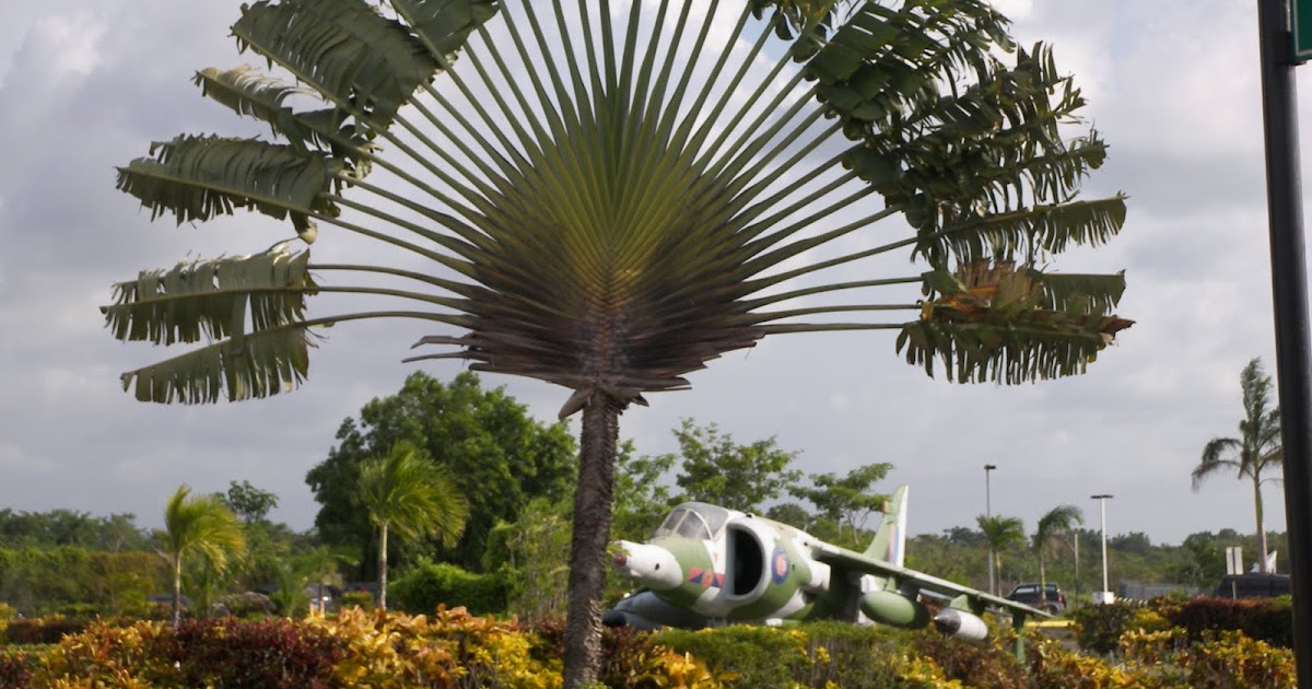 Travelers Palm Flower