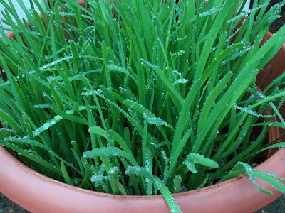 Mastering Horticulture: Garlic Chives (Kutchay)