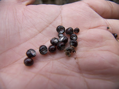 Mastering Horticulture: Galls on the Peach Tree