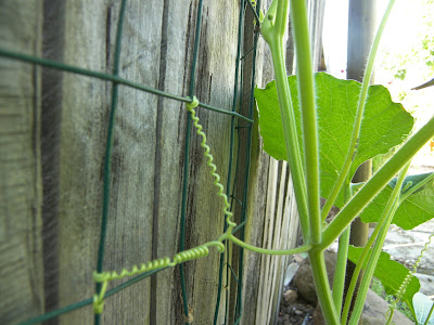 Mastering Horticulture: Tendril