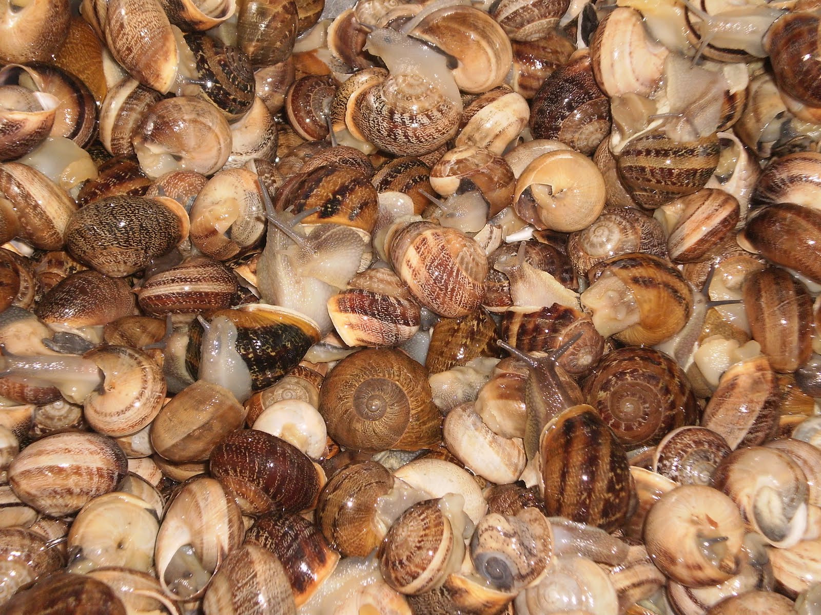 EL Cocinero Rocanrolero: las cabrillas o caracoles