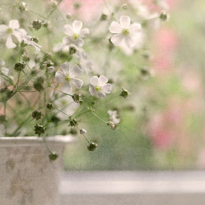 ma olen näinud ja see on mul meeles: aufilde lillepildid