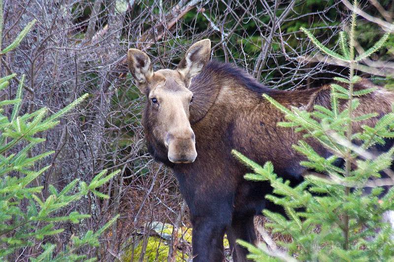 Adirondack Moose Numbers Continue to Rise - - The Adirondack Almanack