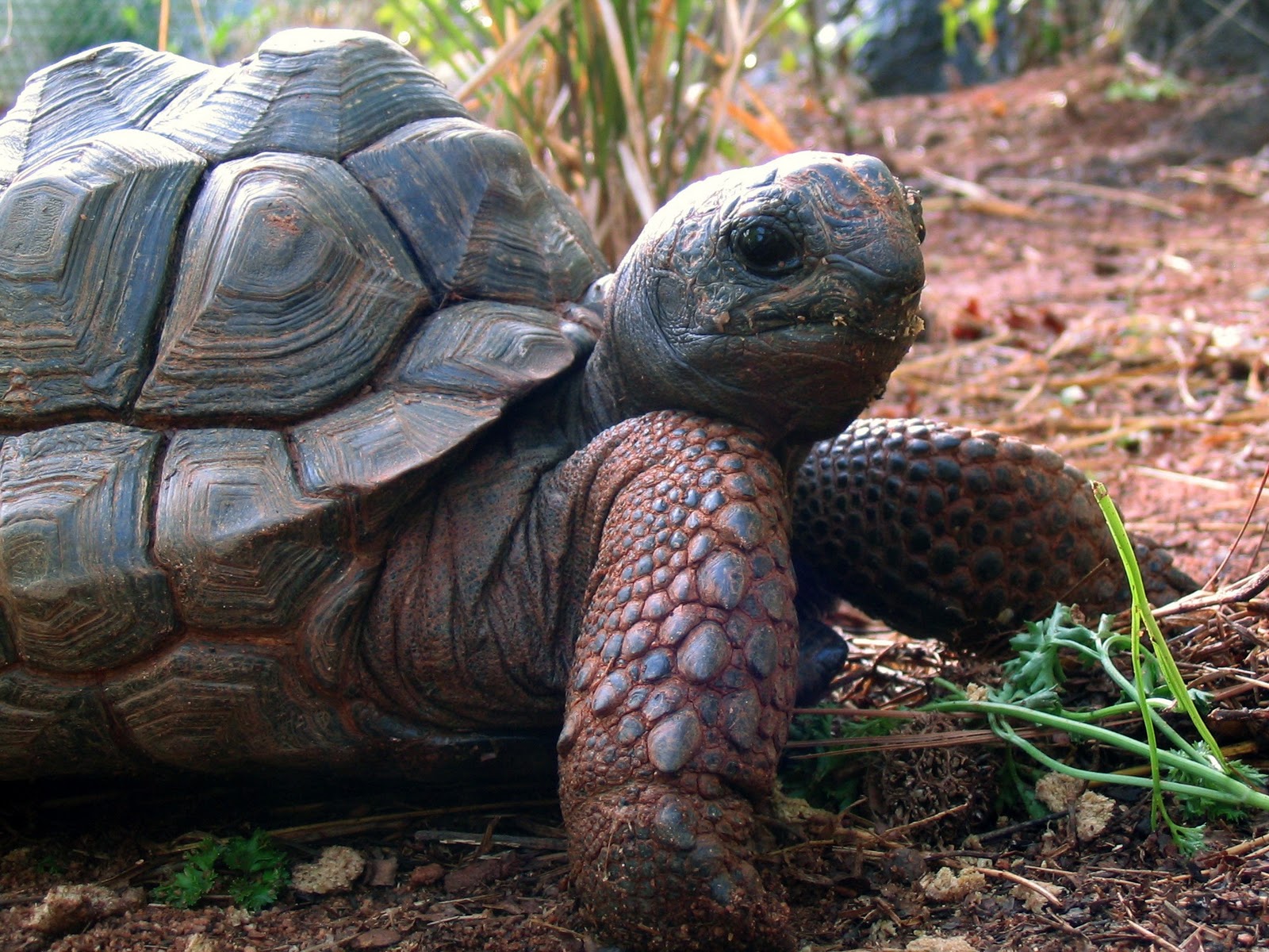 All in a day's work: 2011 is the Year of the Turtle