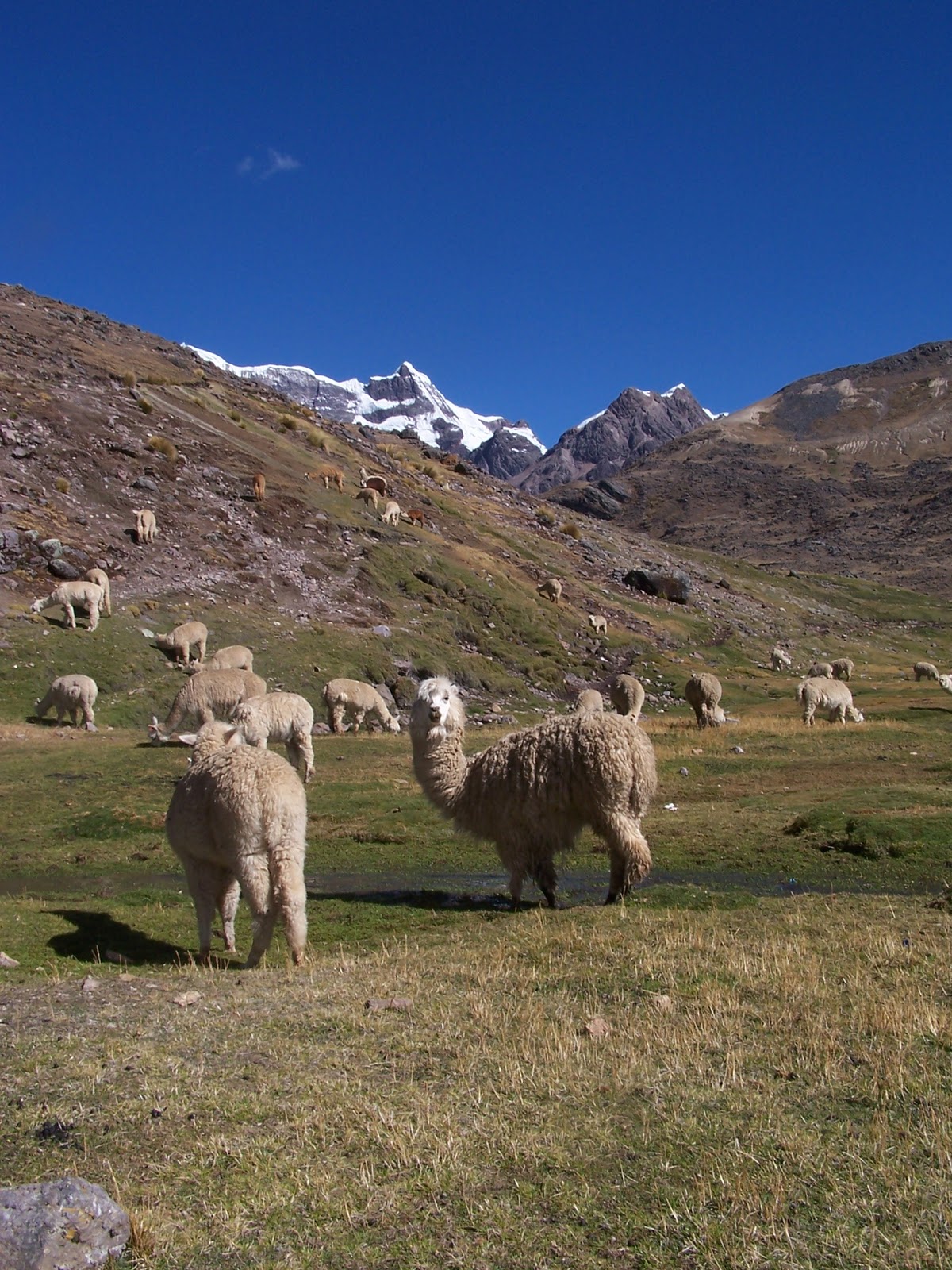 La Montagne de Père en Fils: La faune andine