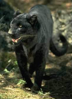 Blog da Ciência: Pantera-negra