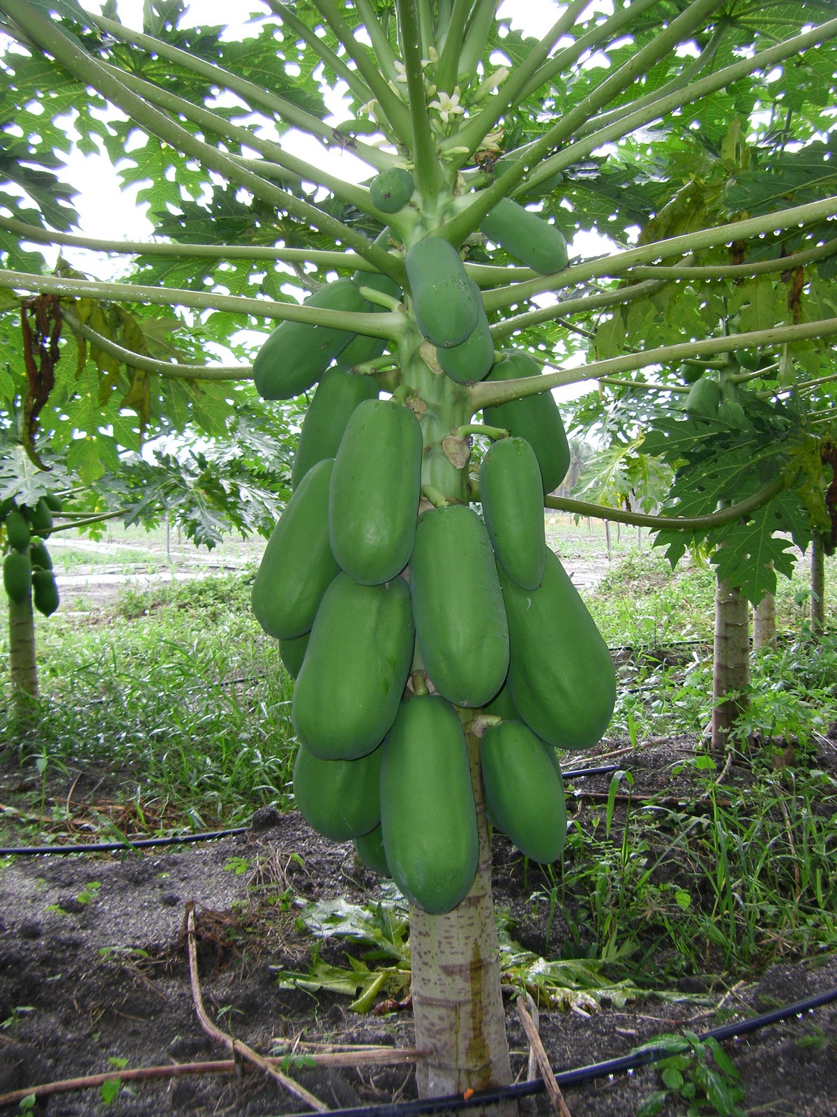 Lekir Agro: Manual Tanaman Betik Sekaki