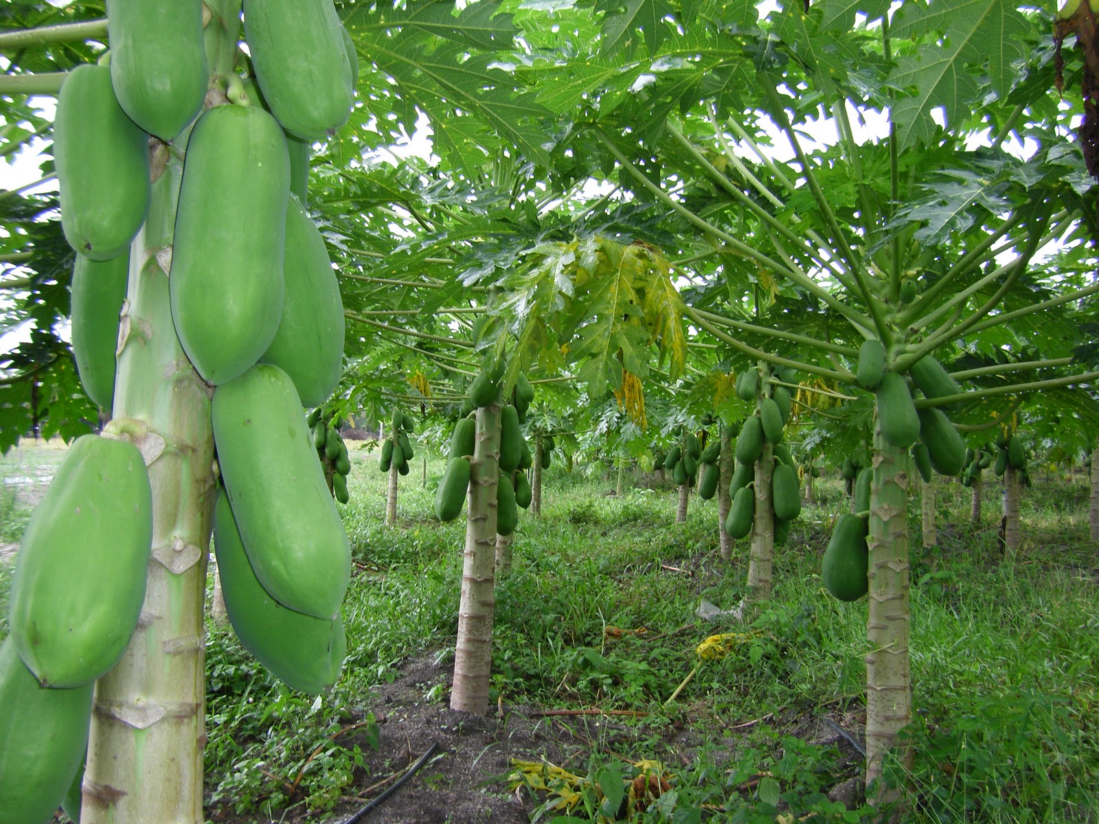 Lekir Agro: Manual Tanaman Betik Sekaki
