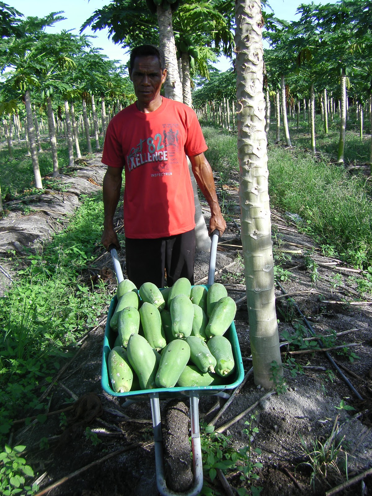 Lekir Agro: Manual Tanaman Betik Sekaki