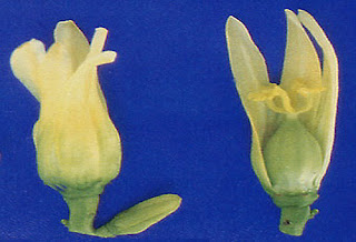 Lekir Agro: Manual Tanaman Betik Sekaki