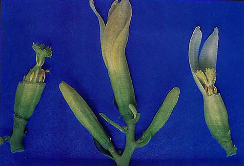 Lekir Agro: Manual Tanaman Betik Sekaki