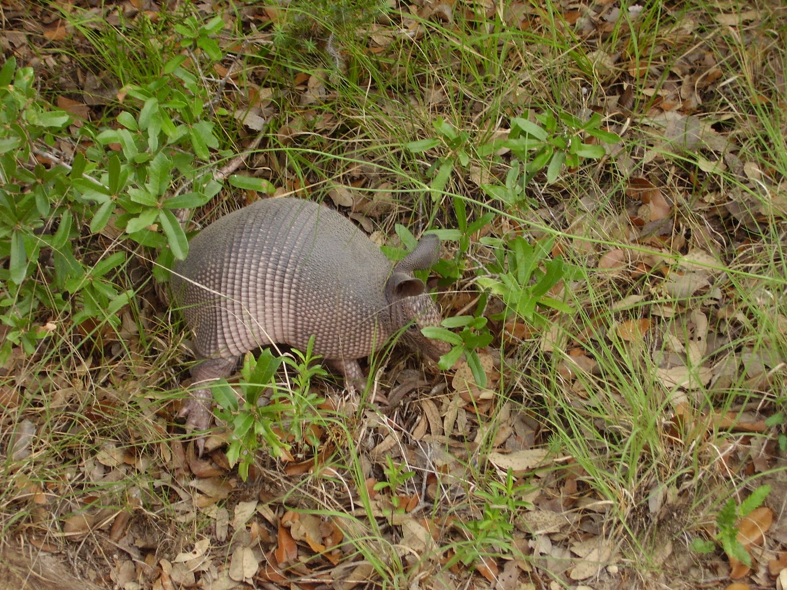 Gardening at Draco: Oh, Not More Armadillos